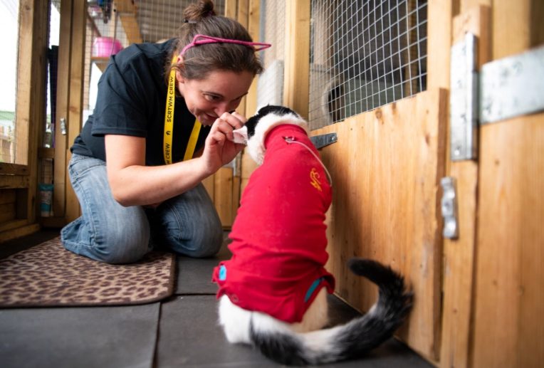 Cat miracսlously survives a 50-foot fall from the fifth floor of an ...
