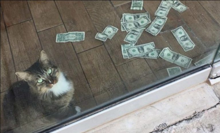 The cat was taken from the street and settled in a store, and after a ...