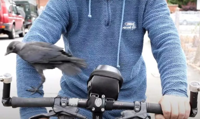 Man and this wild bird have an adorable bond after a chance encounter ...