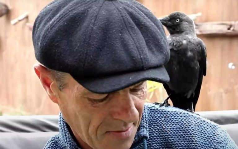 Man and this wild bird have an adorable bond after a chance encounter ...