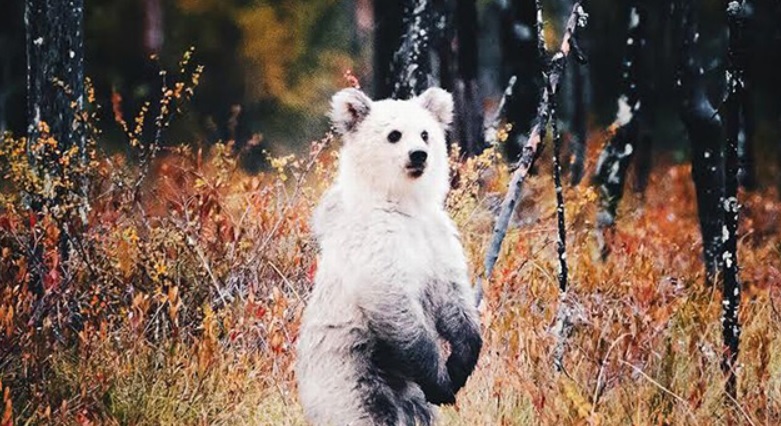 The incredibly uncommon bear that the photographer was able to shoot ...