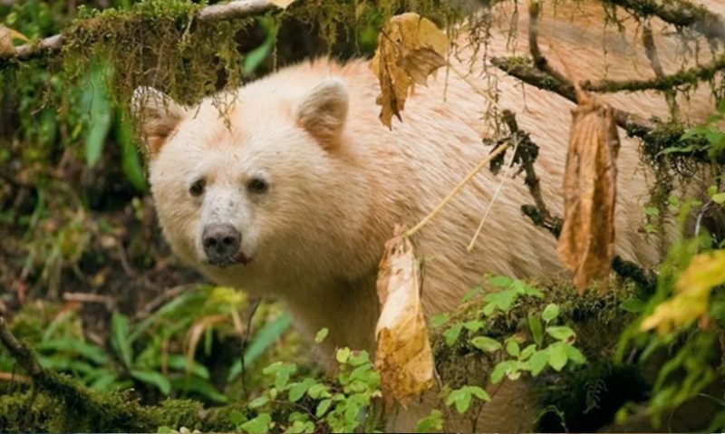 The incredibly uncommon bear that the photographer was able to shoot ...