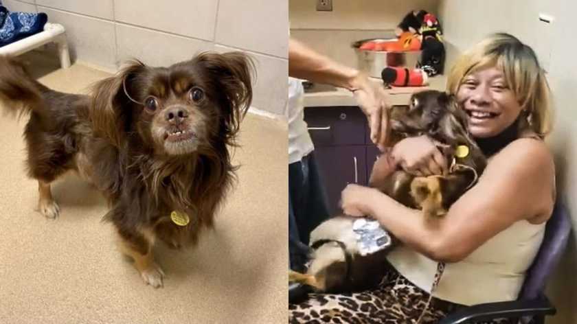 No one wanted to take an evil smile dog from a shelter but it turned ...