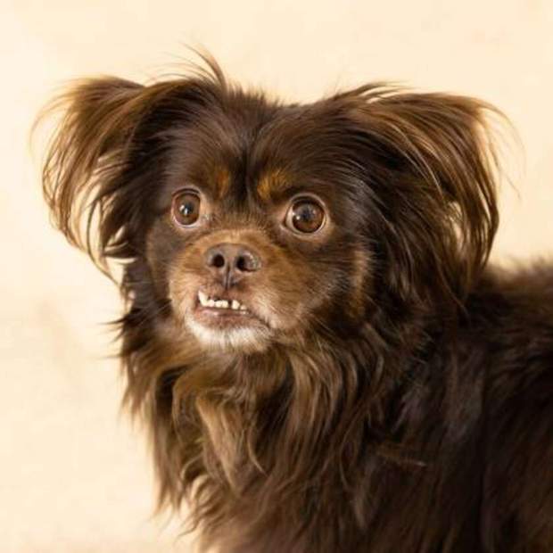 No one wanted to take an evil smile dog from a shelter but it turned ...