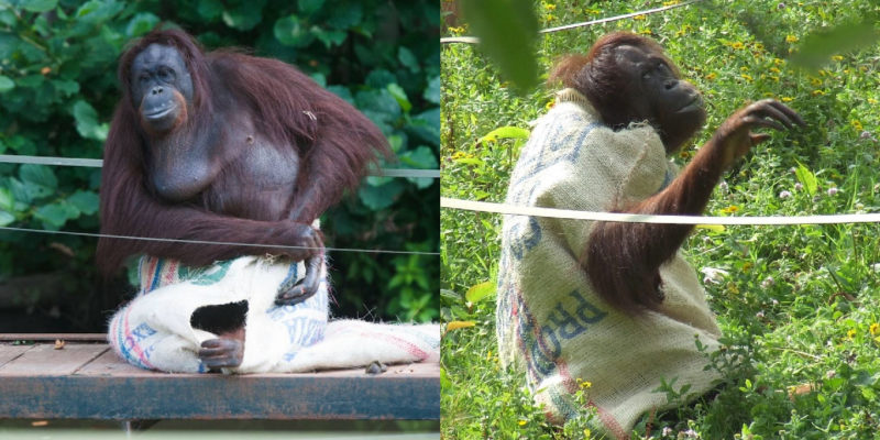 A female orangutan wowed tourists and staff at the Peyton Zoo by making ...