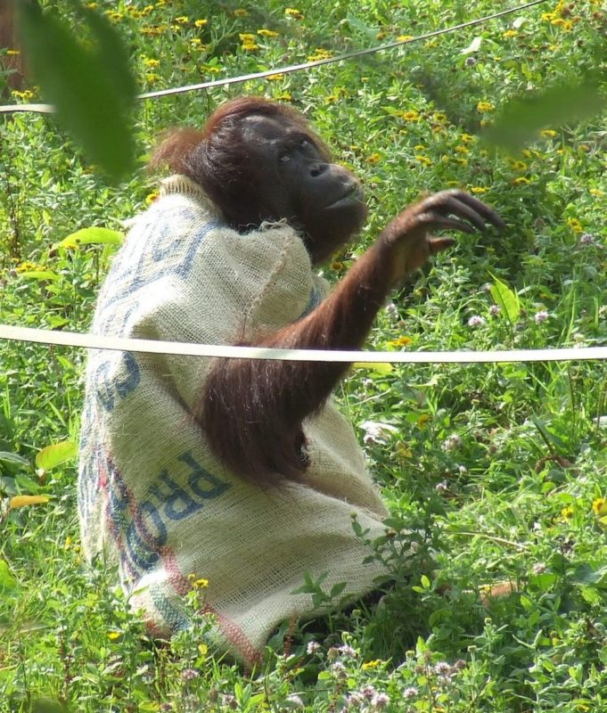 A female orangutan wowed tourists and staff at the Peyton Zoo by making ...