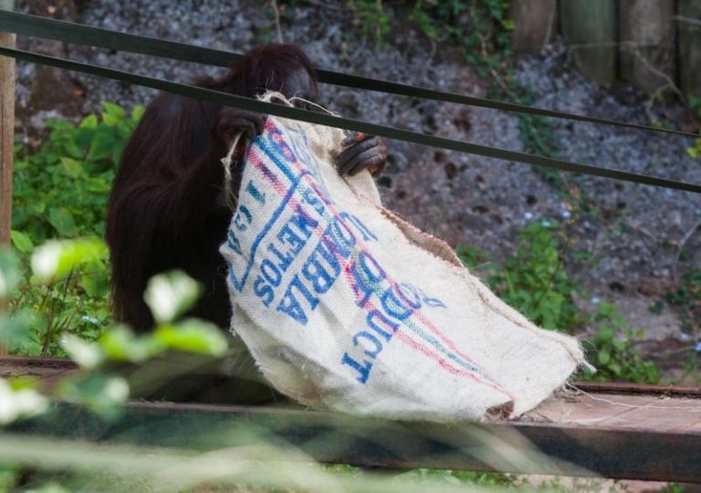 A female orangutan wowed tourists and staff at the Peyton Zoo by making ...