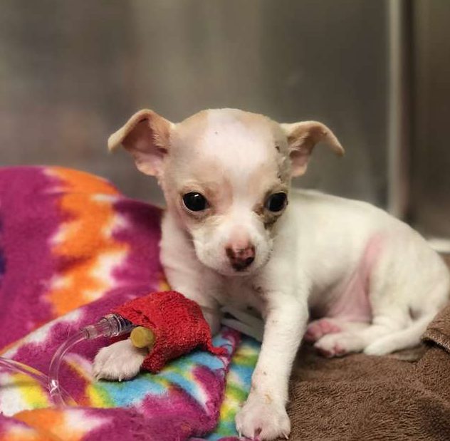 Chihuahua puppy, picked up and dropped mid-air by a hawk, survives and ...