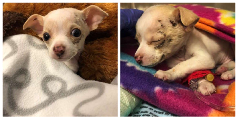 Chihuahua puppy, picked up and dropped mid-air by a hawk, survives and ...