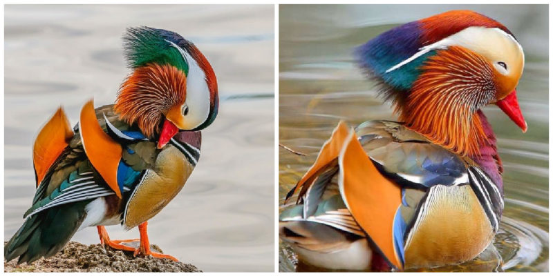 Meet the spectacular mսlti-colored Mandarin Duck, which considered one ...