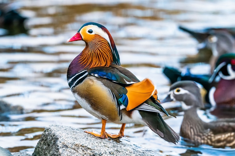 Meet the spectacular mսlti-colored Mandarin Duck, which considered one ...